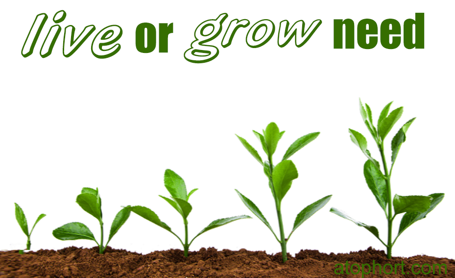 What Do Plants Need To Live Or Grow Atop Lighting What Do Plants Need To Live Or Grow Atop Lighting