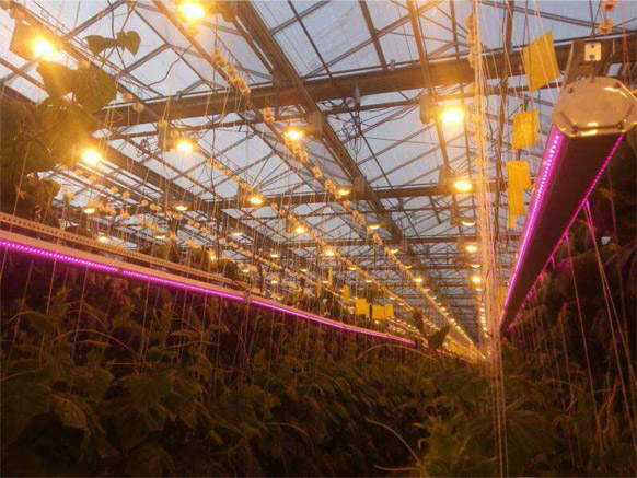 E-Version Horti-Bar LED Grow Light - Atop Lighting