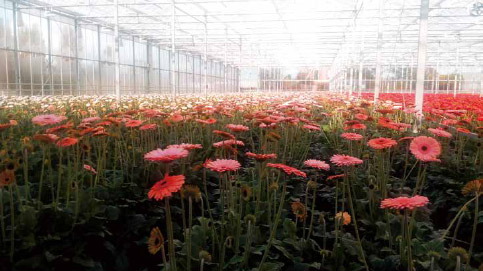 Horti-Rack LED Grow Light - Atop Lighting
